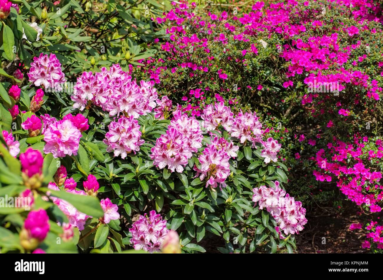 rhododendron and azalea - rhododendron and azalea plants Stock Photo ...