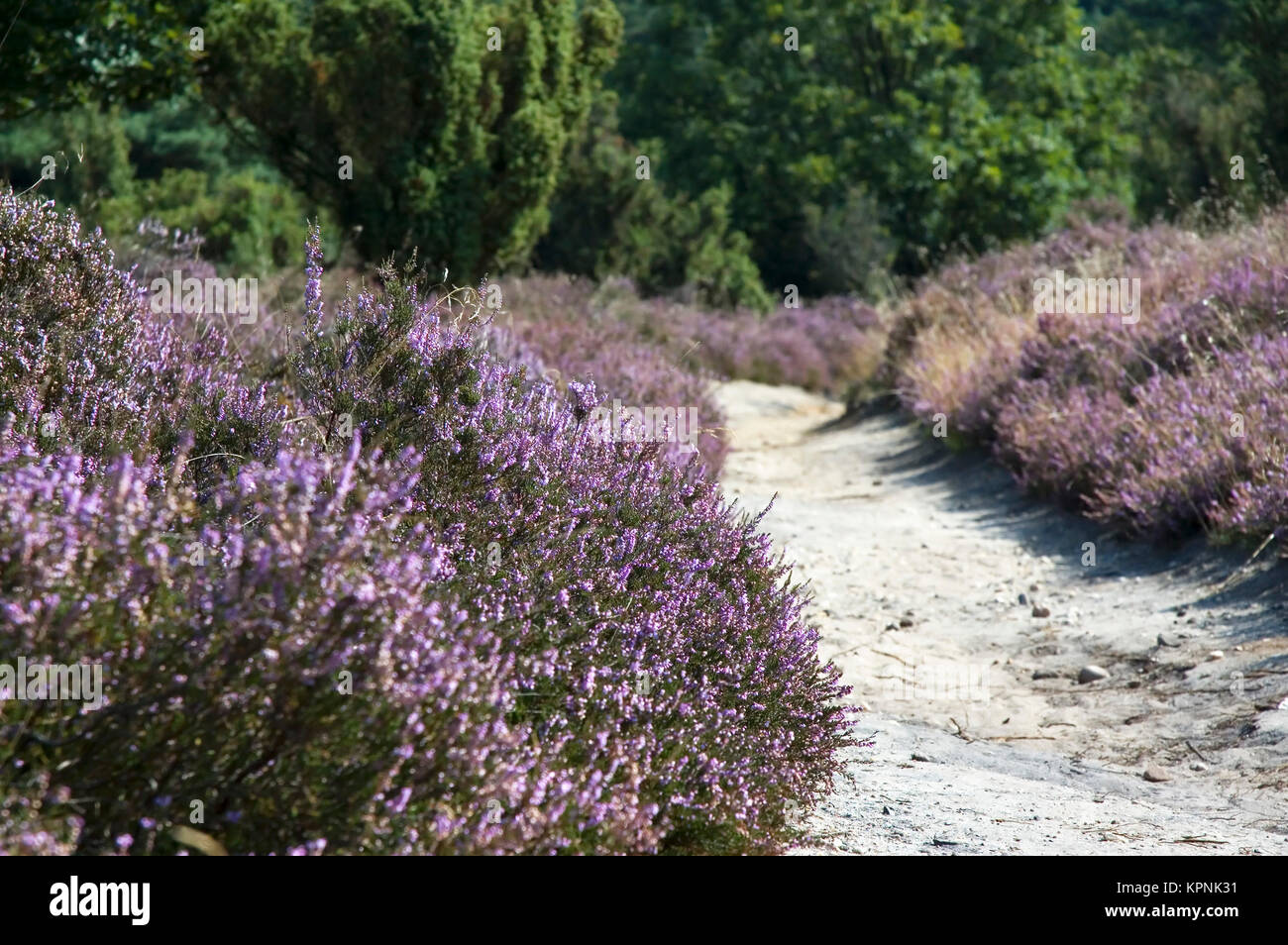 Follow the path Stock Photo - Alamy