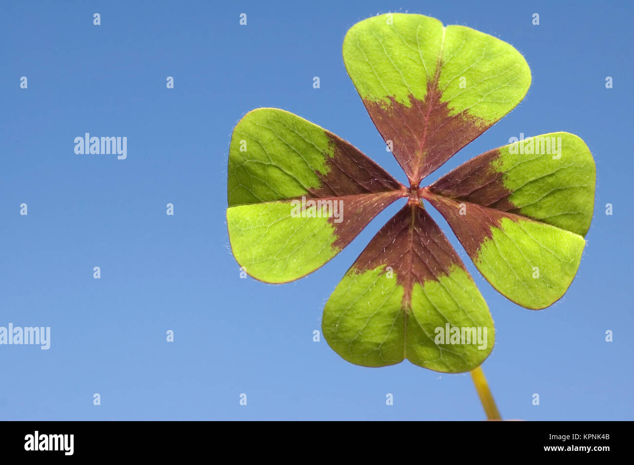 Four Leave Clover Stock Photo - Alamy