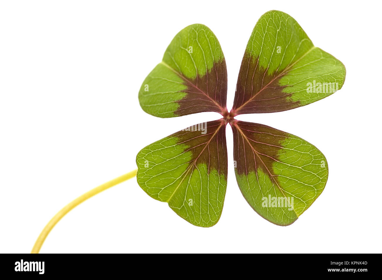 Lucky clover isolated icon Cut Out Stock Images & Pictures - Alamy
