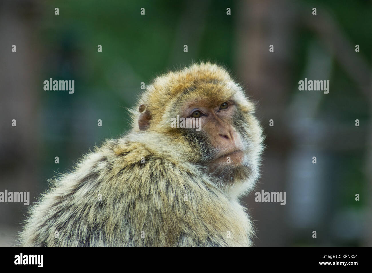 Resting Berber Ape Stock Photo - Alamy