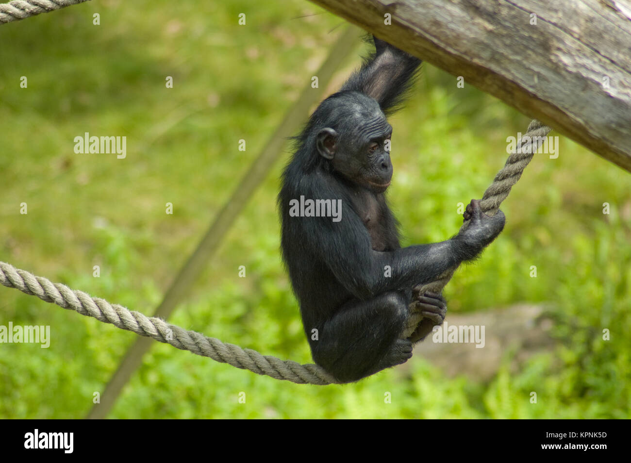 Scary Chimp High Resolution Stock Photography and Images - Alamy