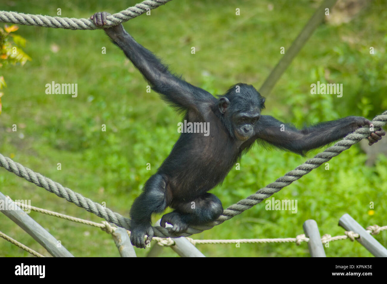 Scary chimp hi-res stock photography and images - Alamy