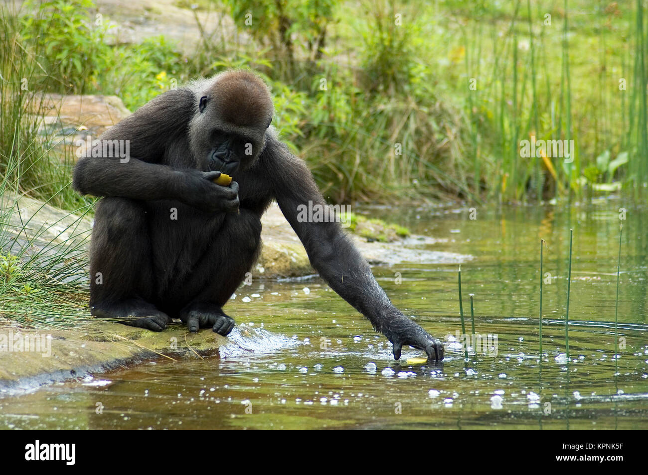 Gorilla Reaching For His Food Stock Photo - Alamy