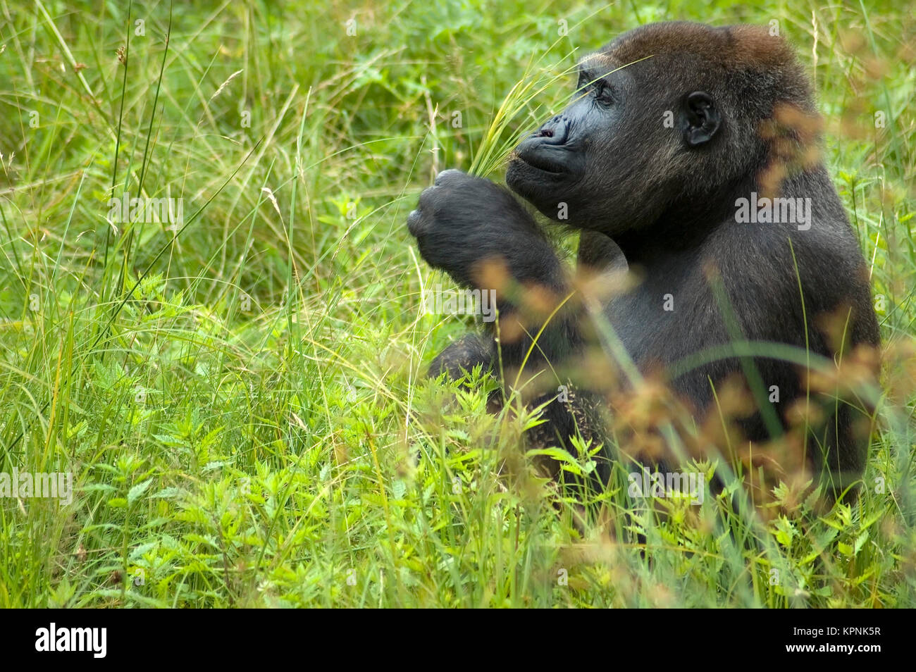 Gorilla Playing With Grass Stock Photo - Alamy
