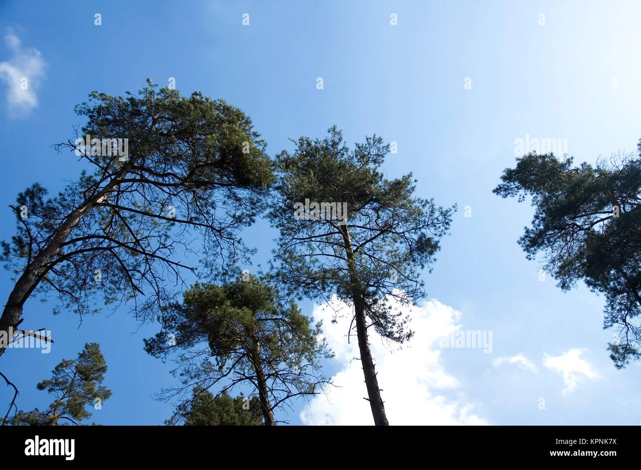 Trees Against Blue Sky Stock Photo - Alamy
