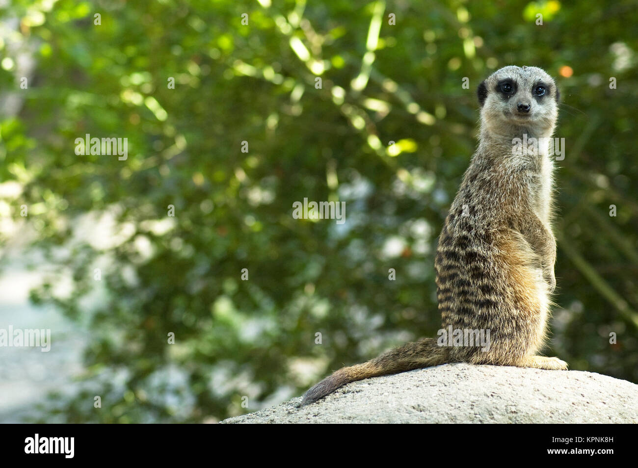 Meerkat outlook hi-res stock photography and images - Alamy