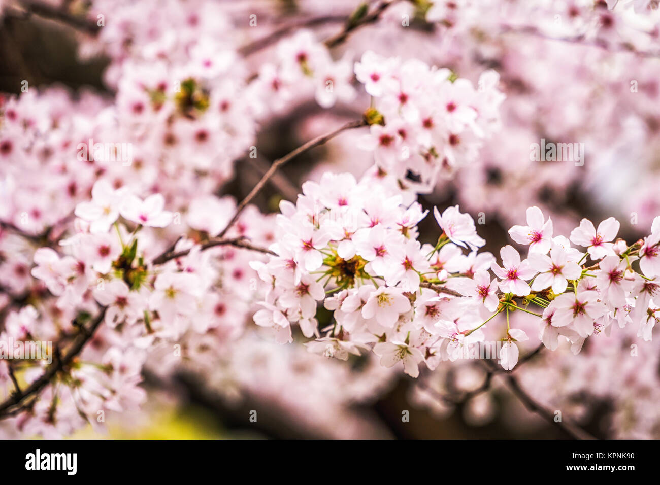 cherry blossoms during blooming season Stock Photo - Alamy