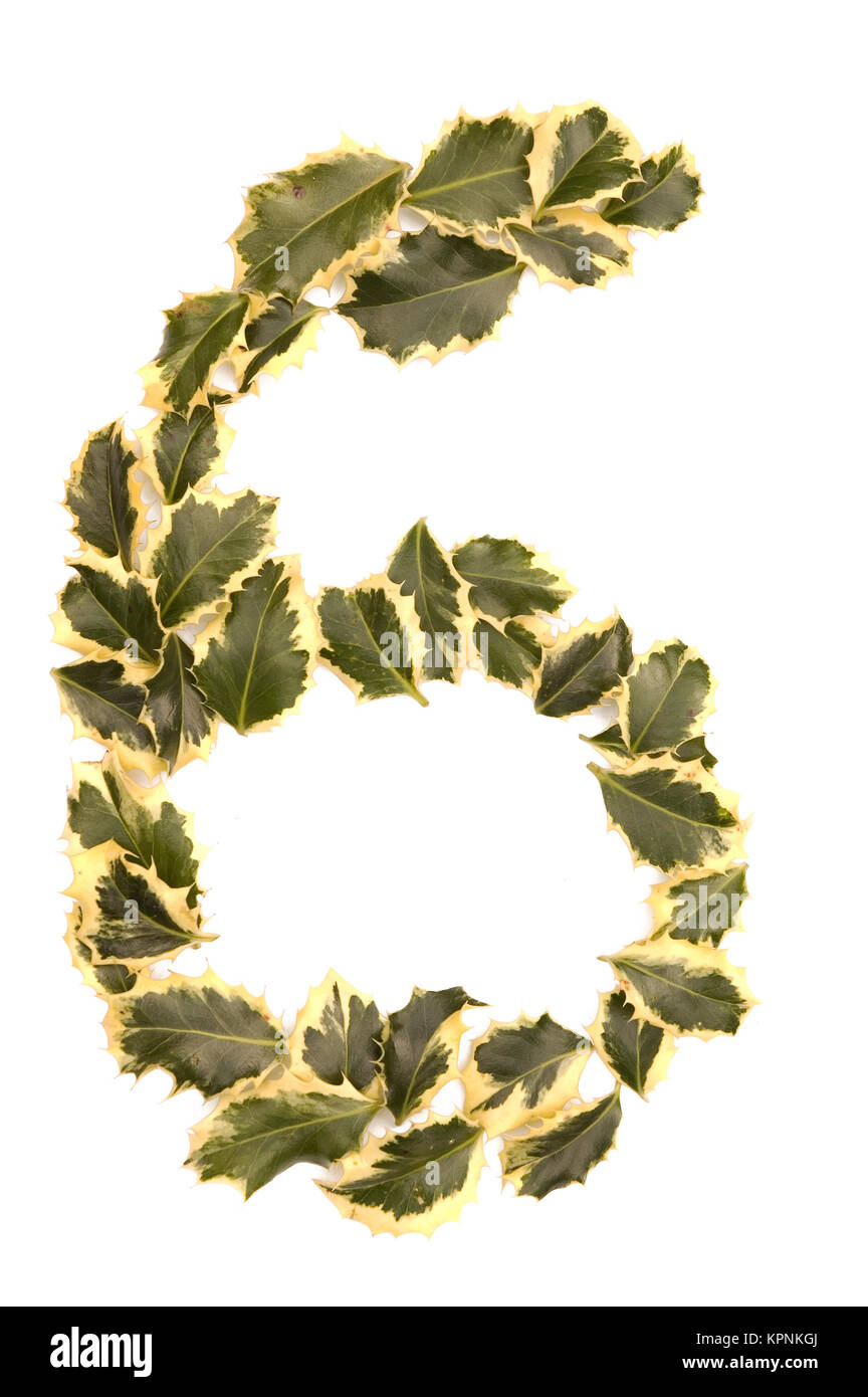 Holly Number Six Stock Photo - Alamy