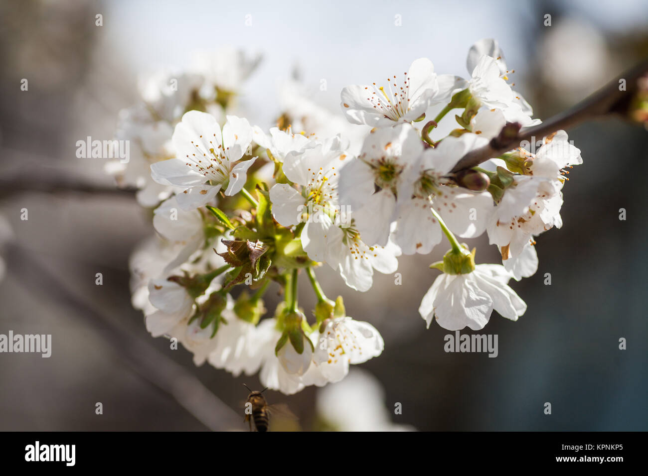 Cherry tree spring flowers Stock Photo - Alamy