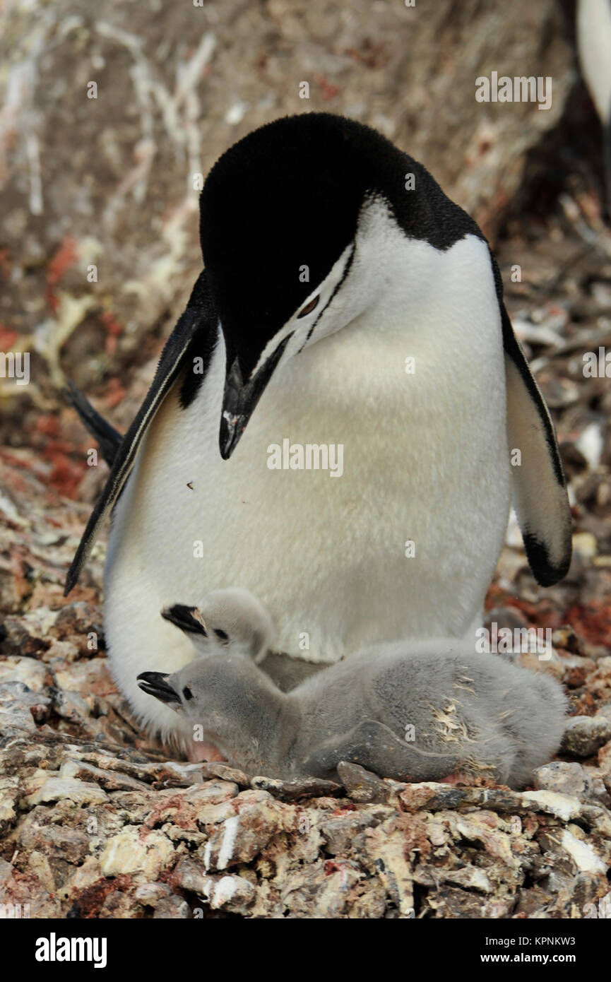 Chinstrap Penguin with chick Stock Photo - Alamy