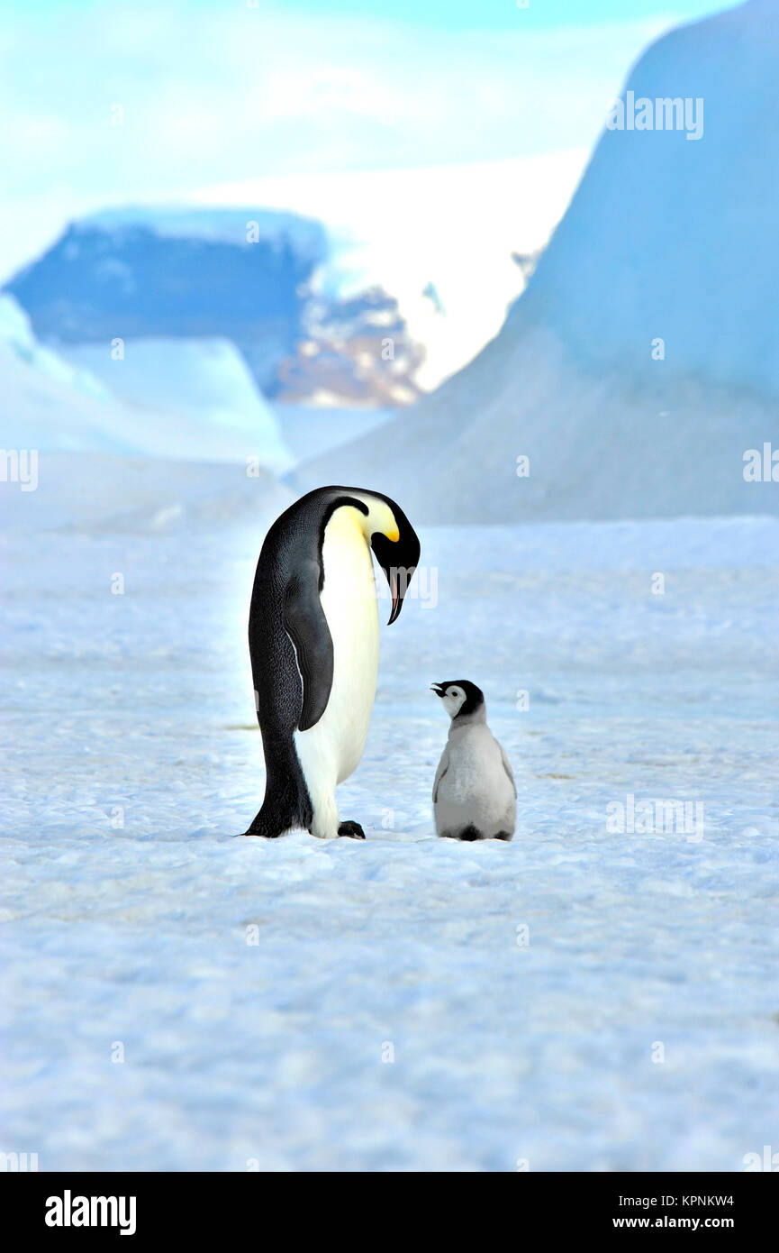Emperor Penguin with chick Stock Photo - Alamy