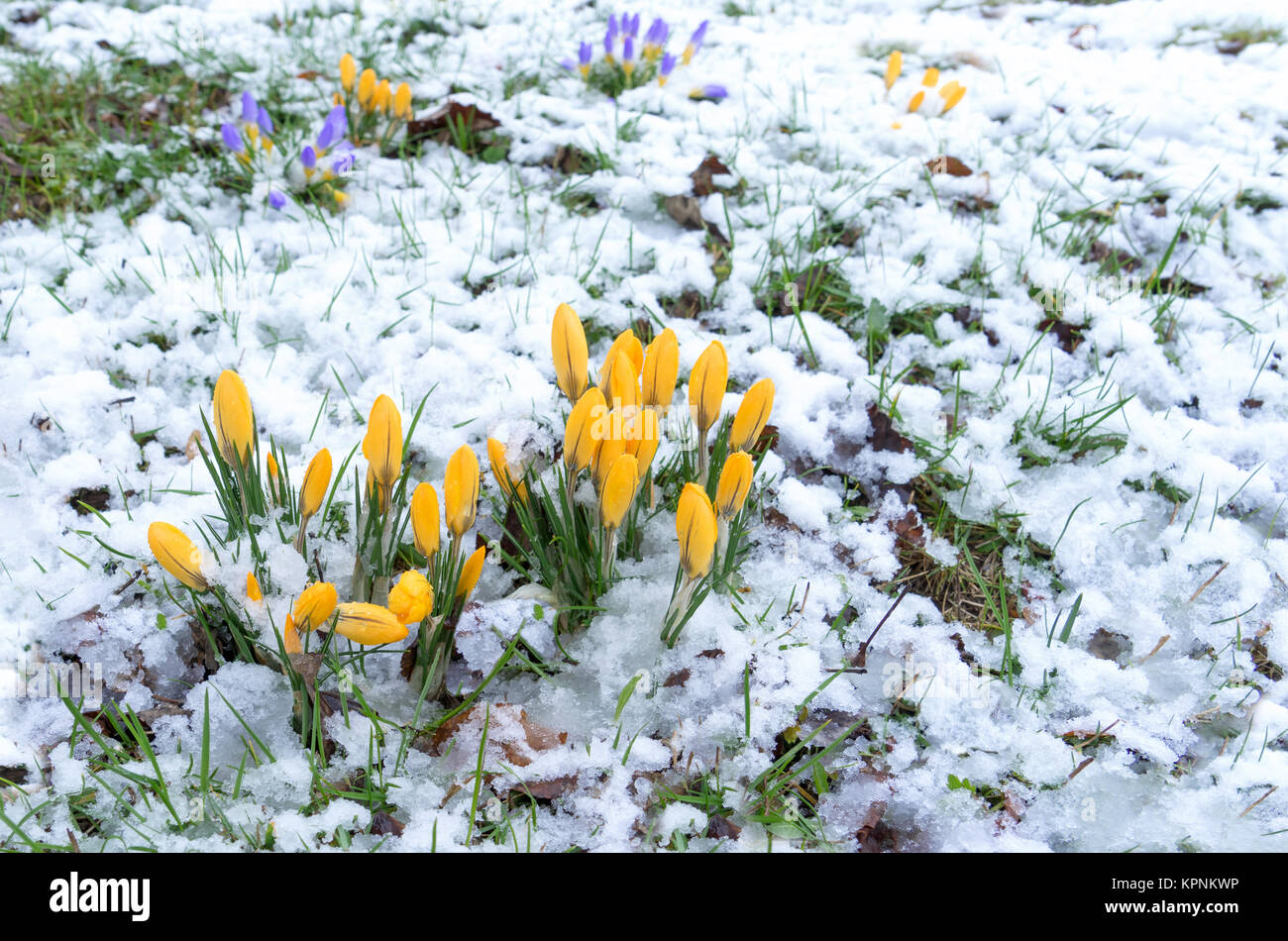 crocuses on a lawn in the snow Stock Photo - Alamy