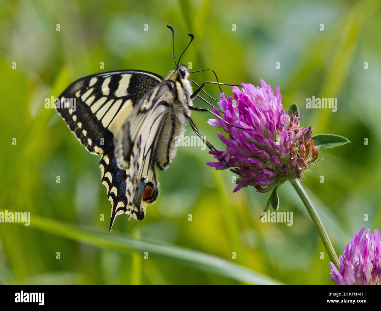 Dovetail butterfly hi-res stock photography and images - Alamy