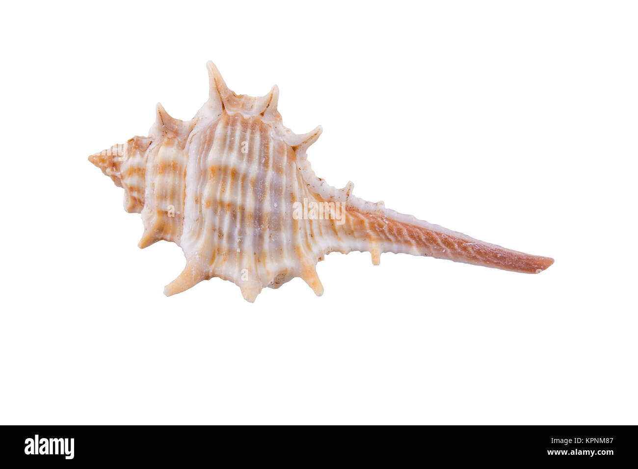 Sea shell on a white background Stock Photo - Alamy