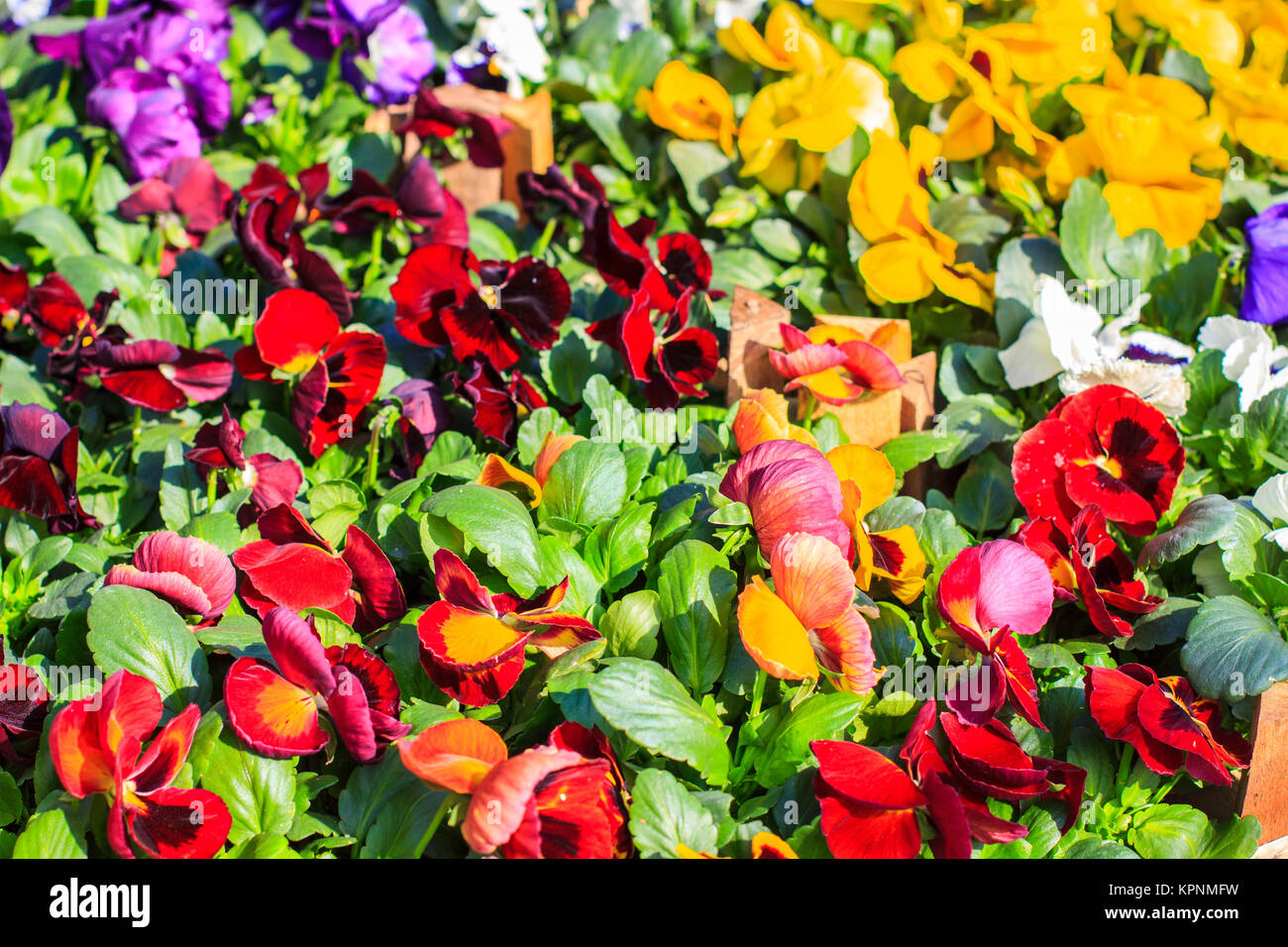 Colorful Spring Flower Stock Photo - Alamy