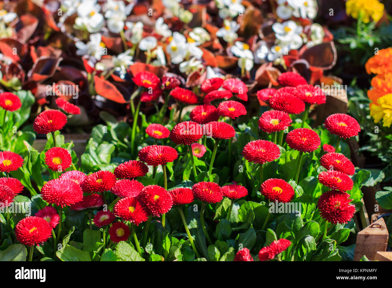 Colorful Spring Flower Stock Photo - Alamy
