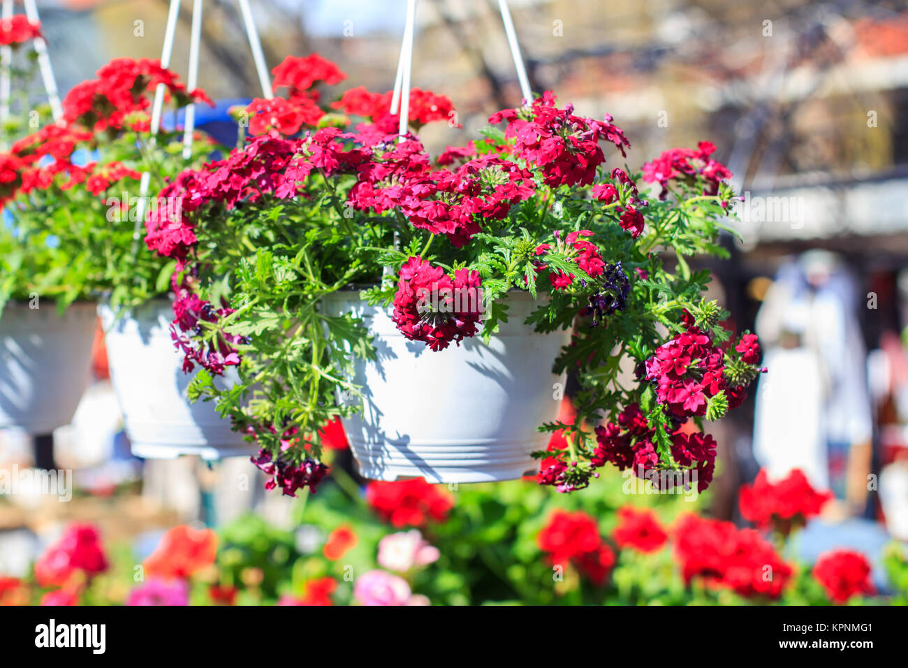 Colorful Spring Flower Stock Photo - Alamy