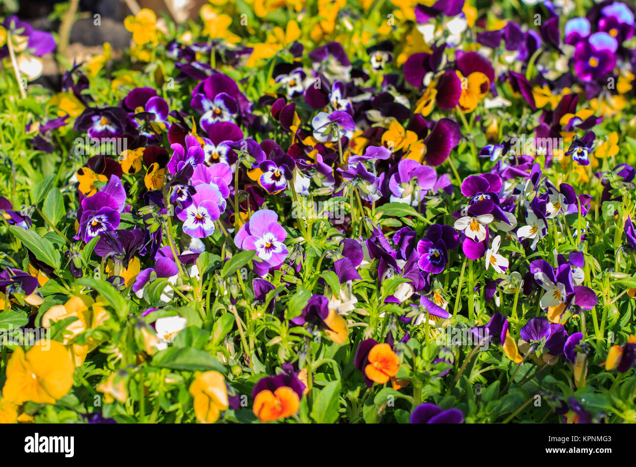 Colorful Spring Flower Stock Photo - Alamy
