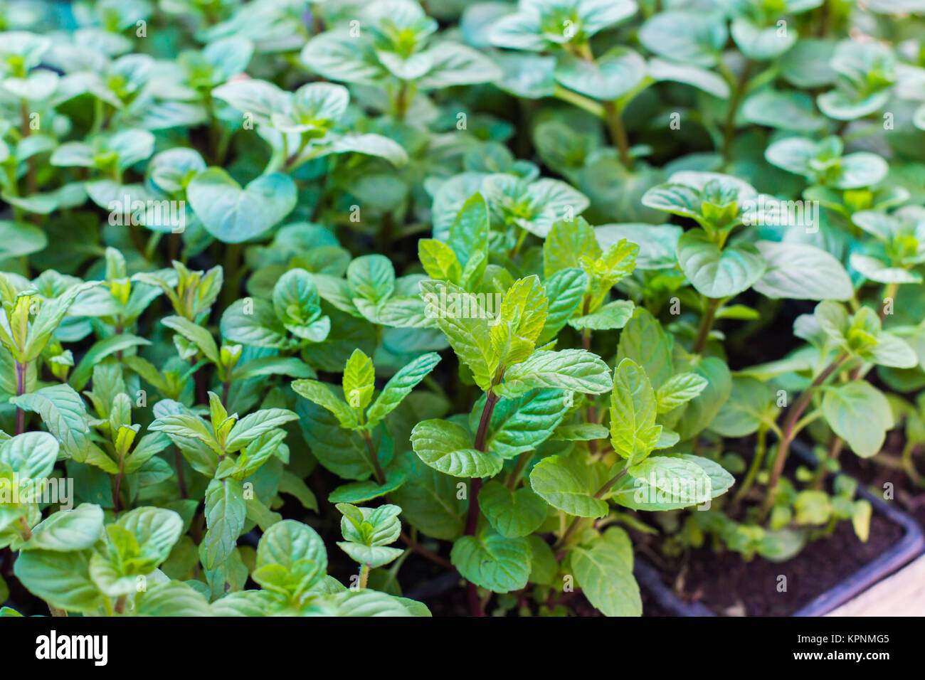 Fresh Mint Leaves Stock Photo - Alamy
