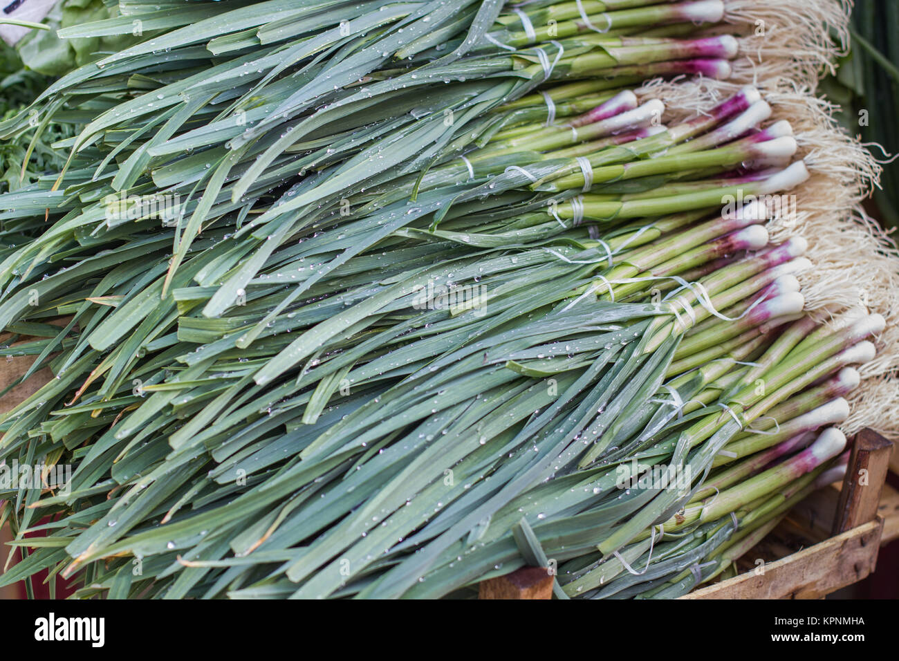 Fresh Spring Onions Stock Photo - Alamy