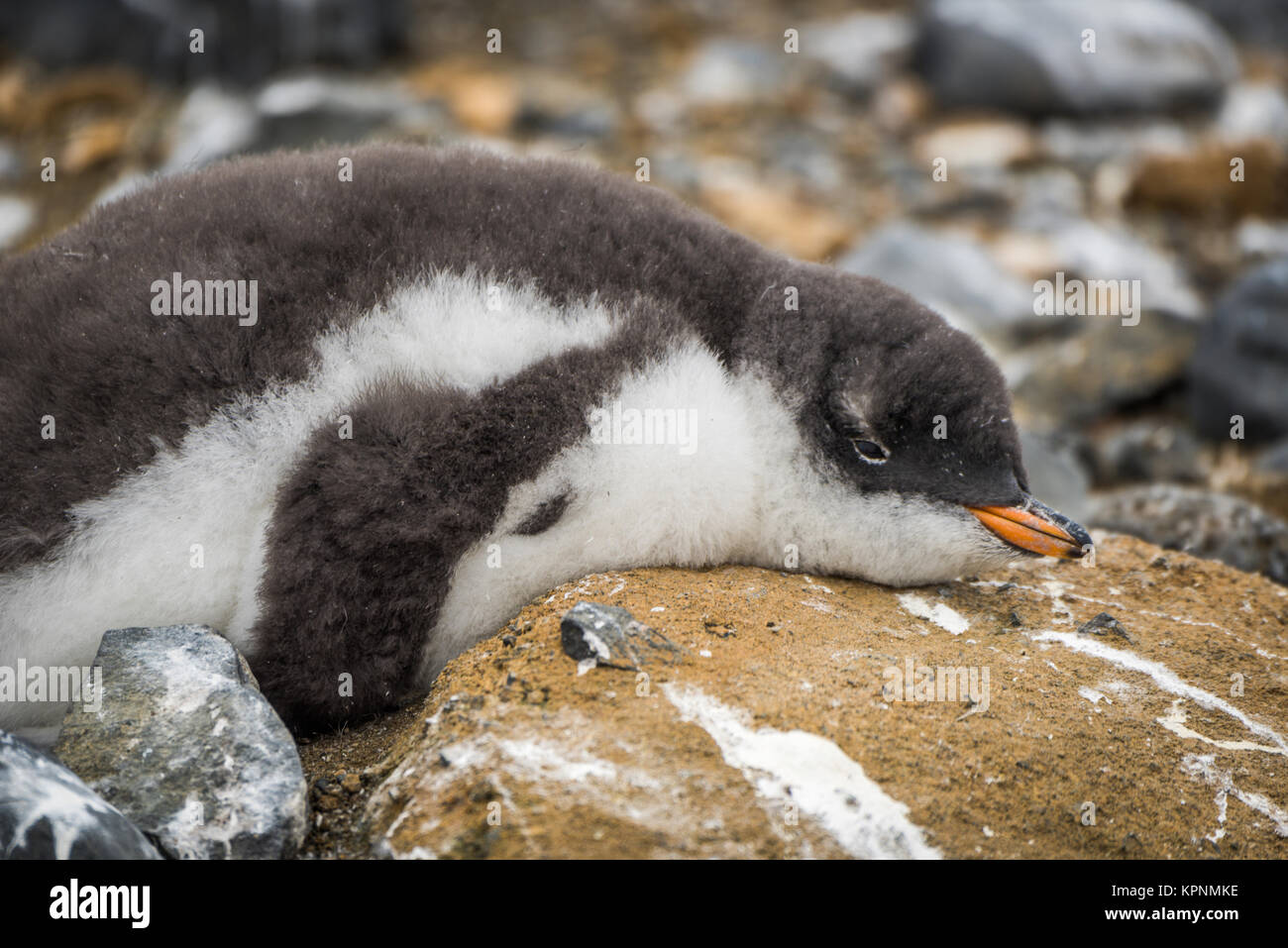 Adelie penguin on rock spattered with guano Stock Photo - Alamy