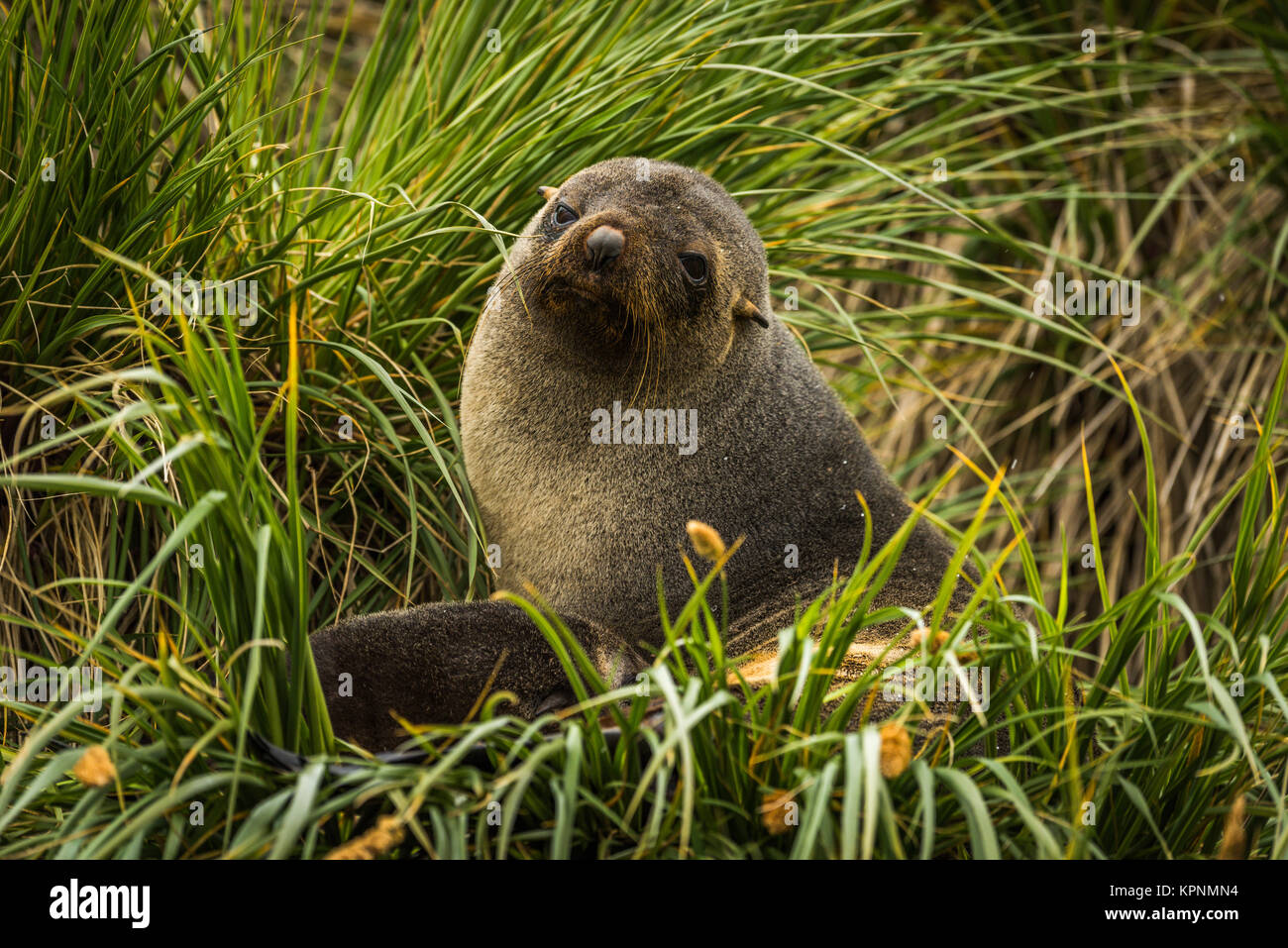 Antarctic fur seal sitting in grass tussocks Stock Photo - Alamy