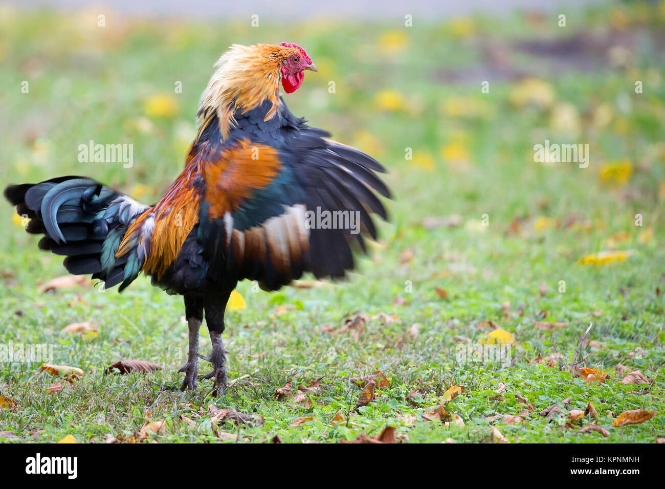Rooster getting ready for battle Stock Photo - Alamy