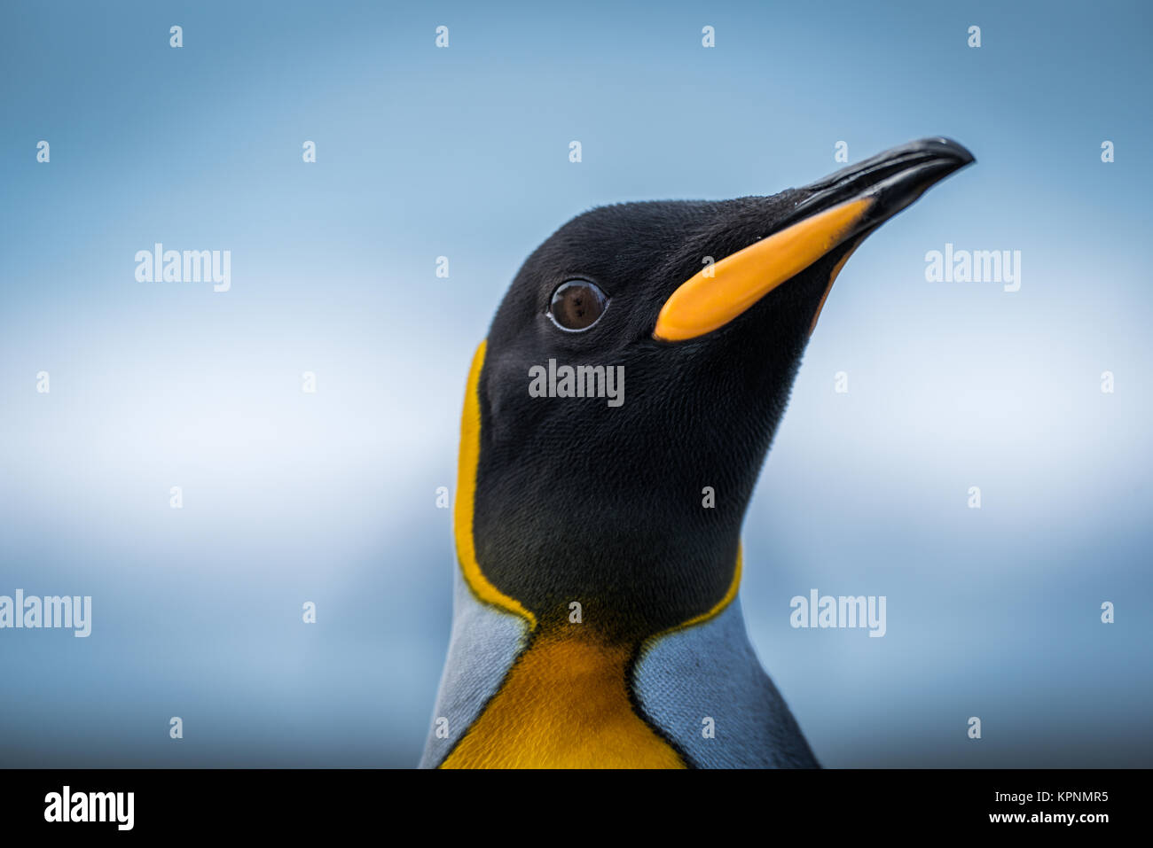 Close-up of king penguin head and neck Stock Photo - Alamy