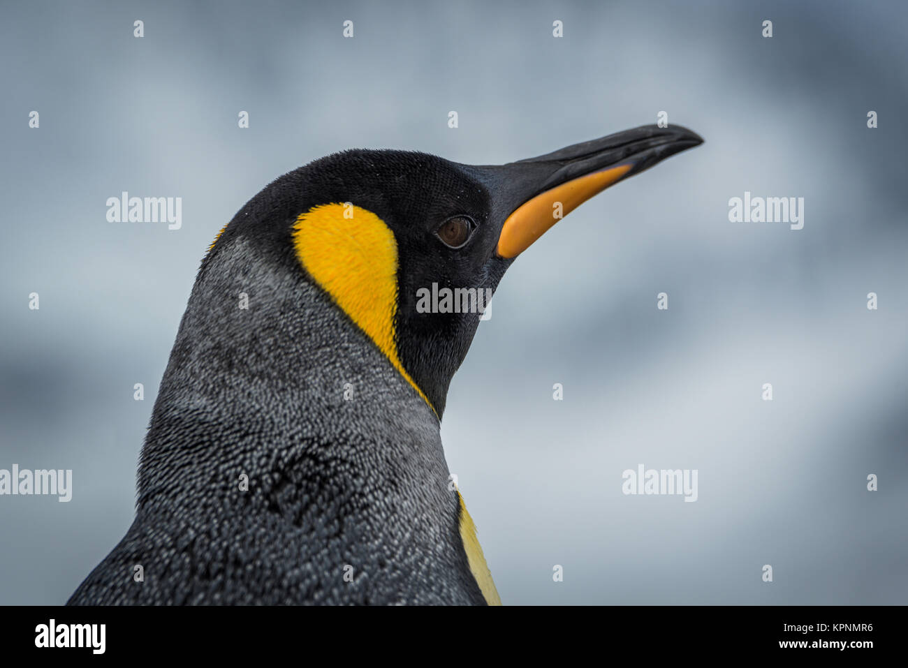 Close-up of king penguin looking at camera Stock Photo - Alamy