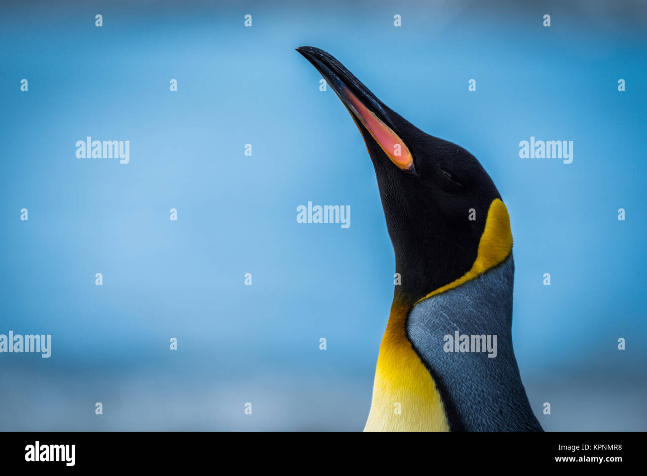 Close-up of king penguin with neck stretched Stock Photo - Alamy