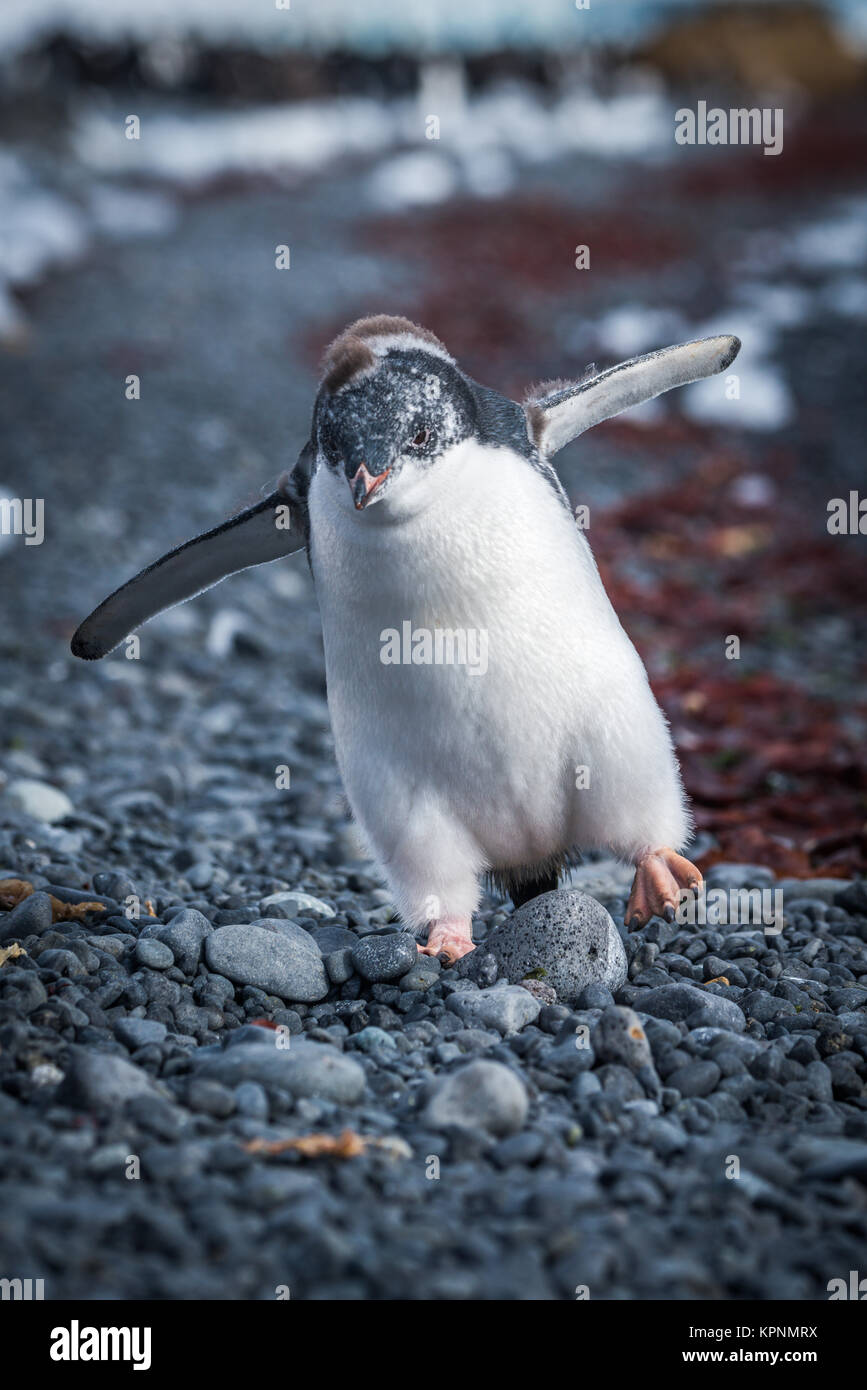 Funny adelie penguin chick running on shingle Stock Photo - Alamy