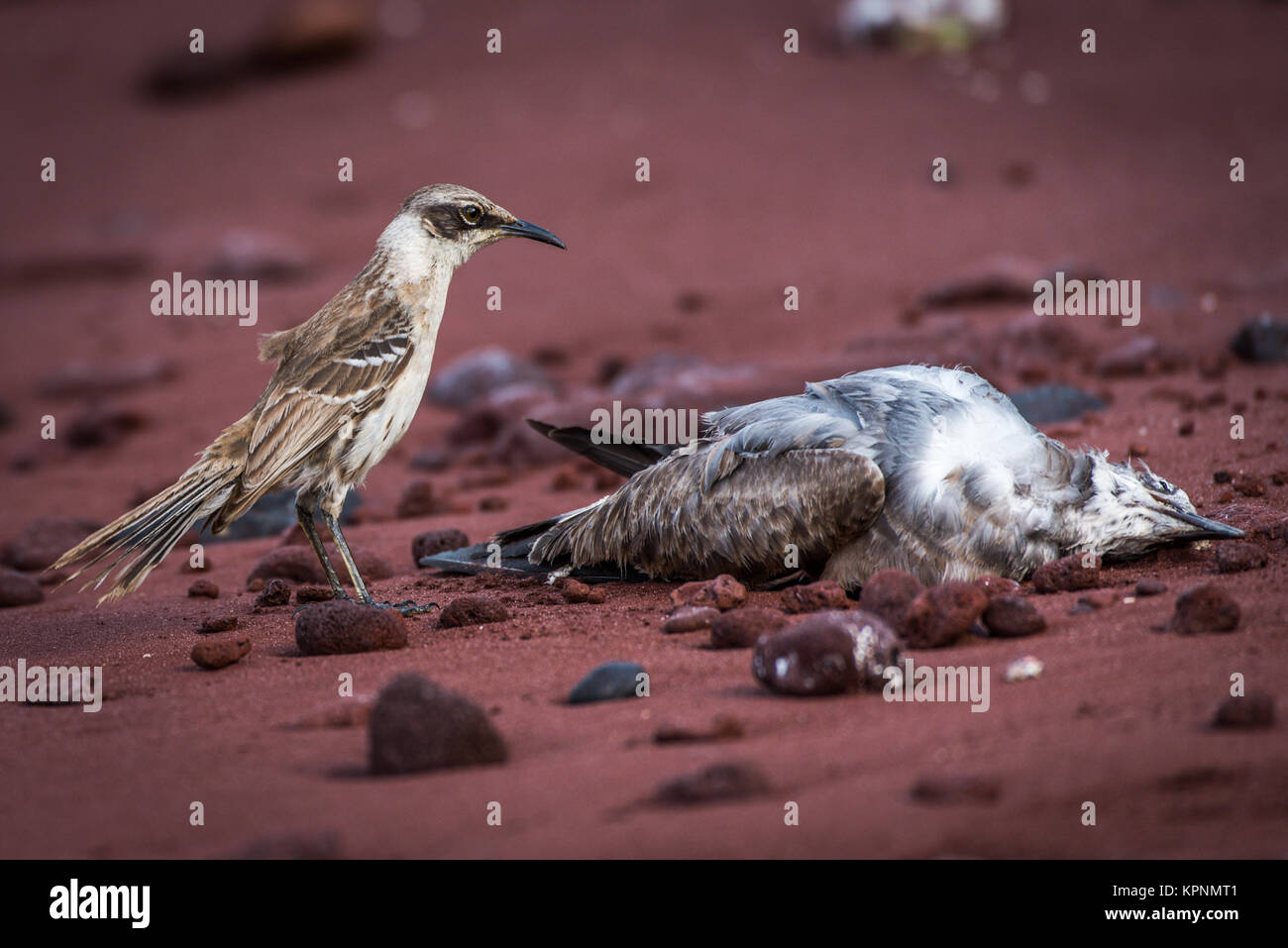 Galapagos mockingbird watching dead bird on beach Stock Photo - Alamy