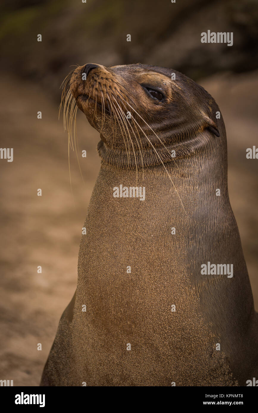 Lion Looking Straight At Camera High Resolution Stock Photography and ...