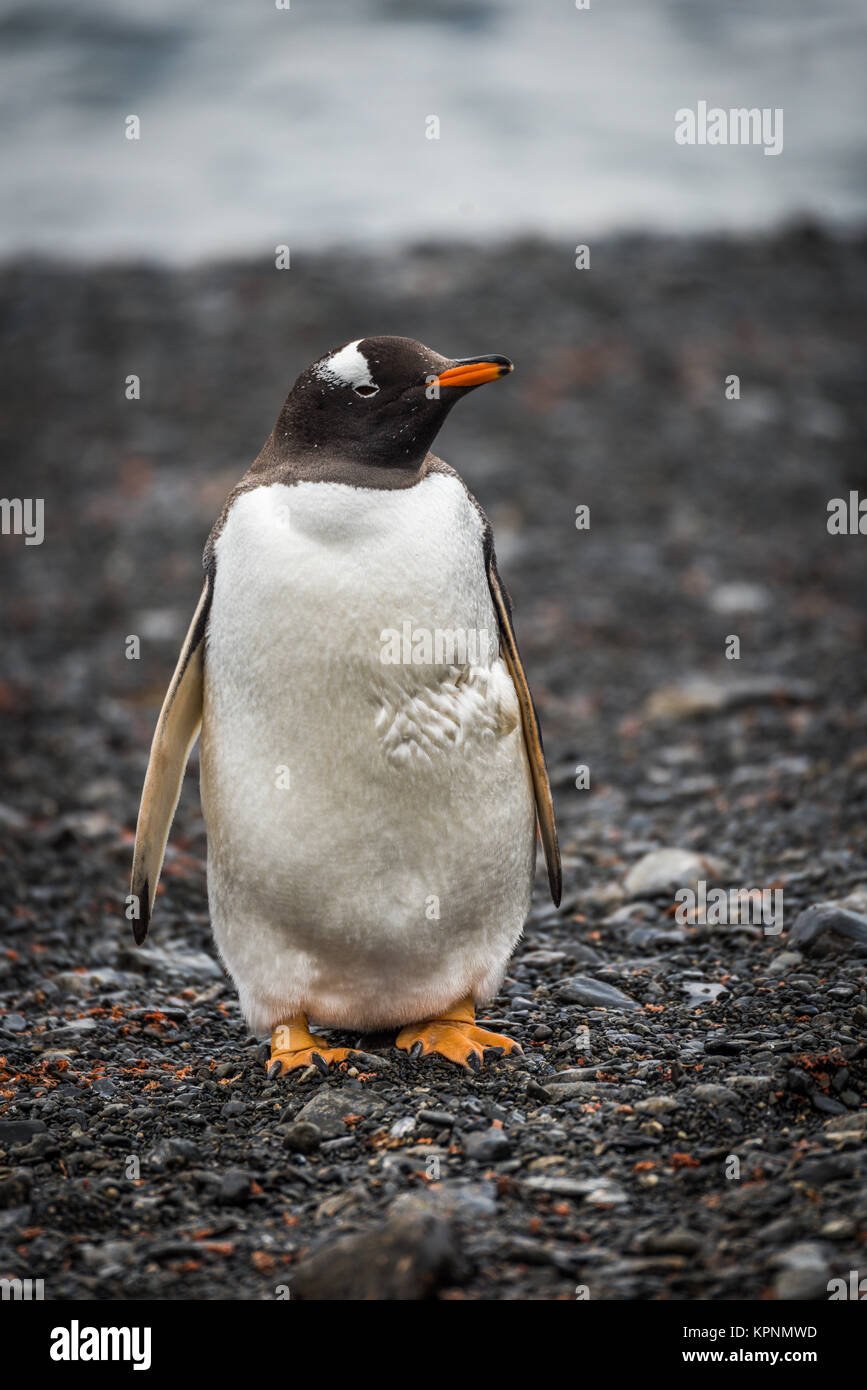 Penguin look camera hi-res stock photography and images - Alamy