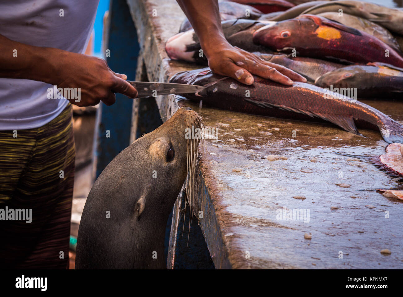 Hungry sea lion hoping for fish scraps Stock Photo - Alamy