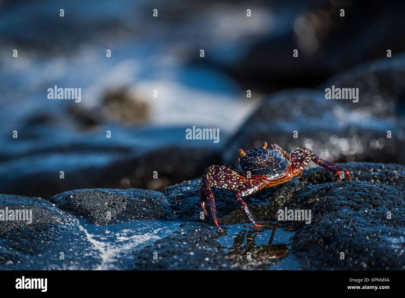 Juvenile sally lightfoot crab hi-res stock photography and images - Alamy