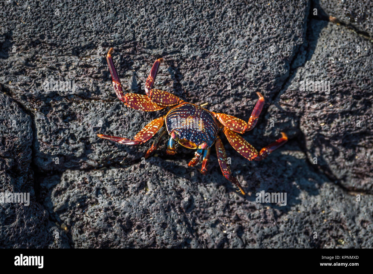 Juvenile Sally Lightfoot crab on volcanic rock Stock Photo - Alamy
