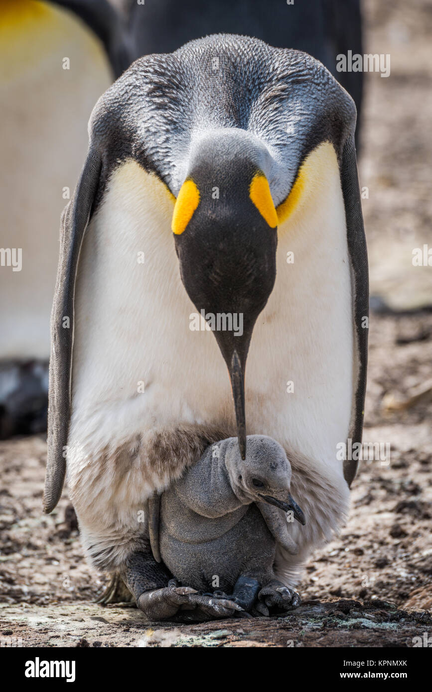 King penguin bending over to preen chick Stock Photo - Alamy