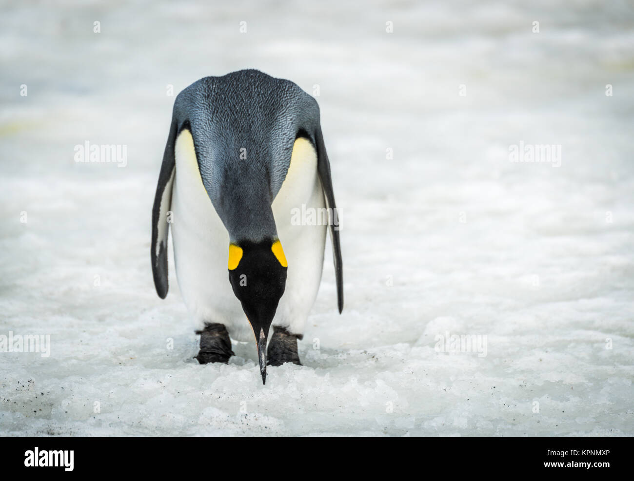 King penguin bending to peck at ice Stock Photo - Alamy