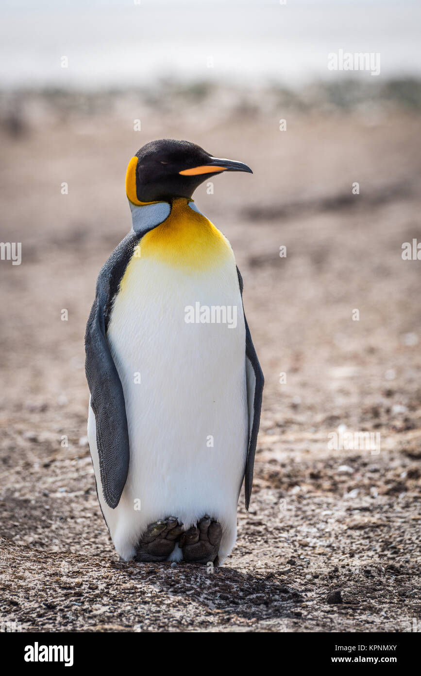 Birds casting shadow hi-res stock photography and images - Alamy