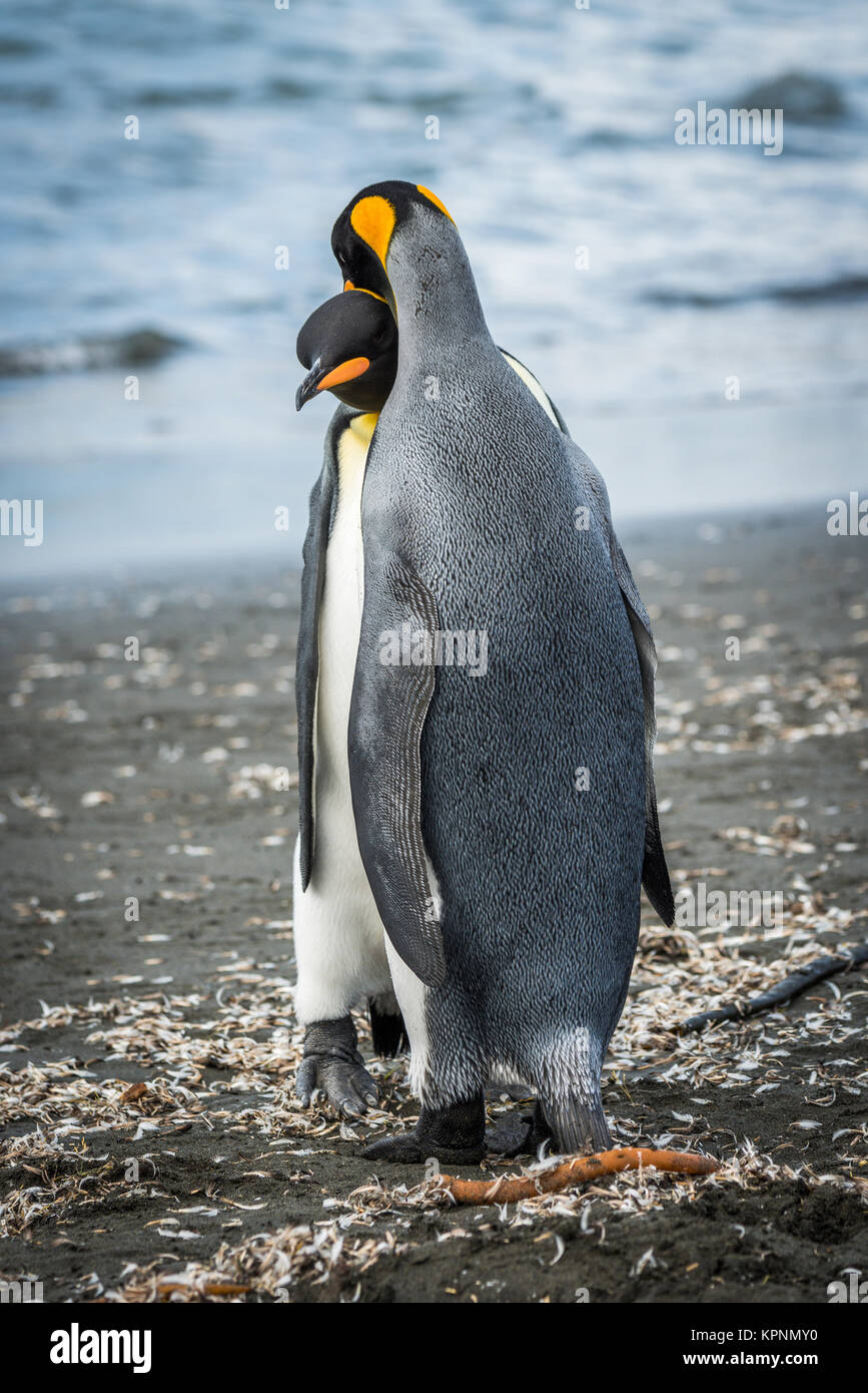 King penguin gently leaning body against another Stock Photo - Alamy