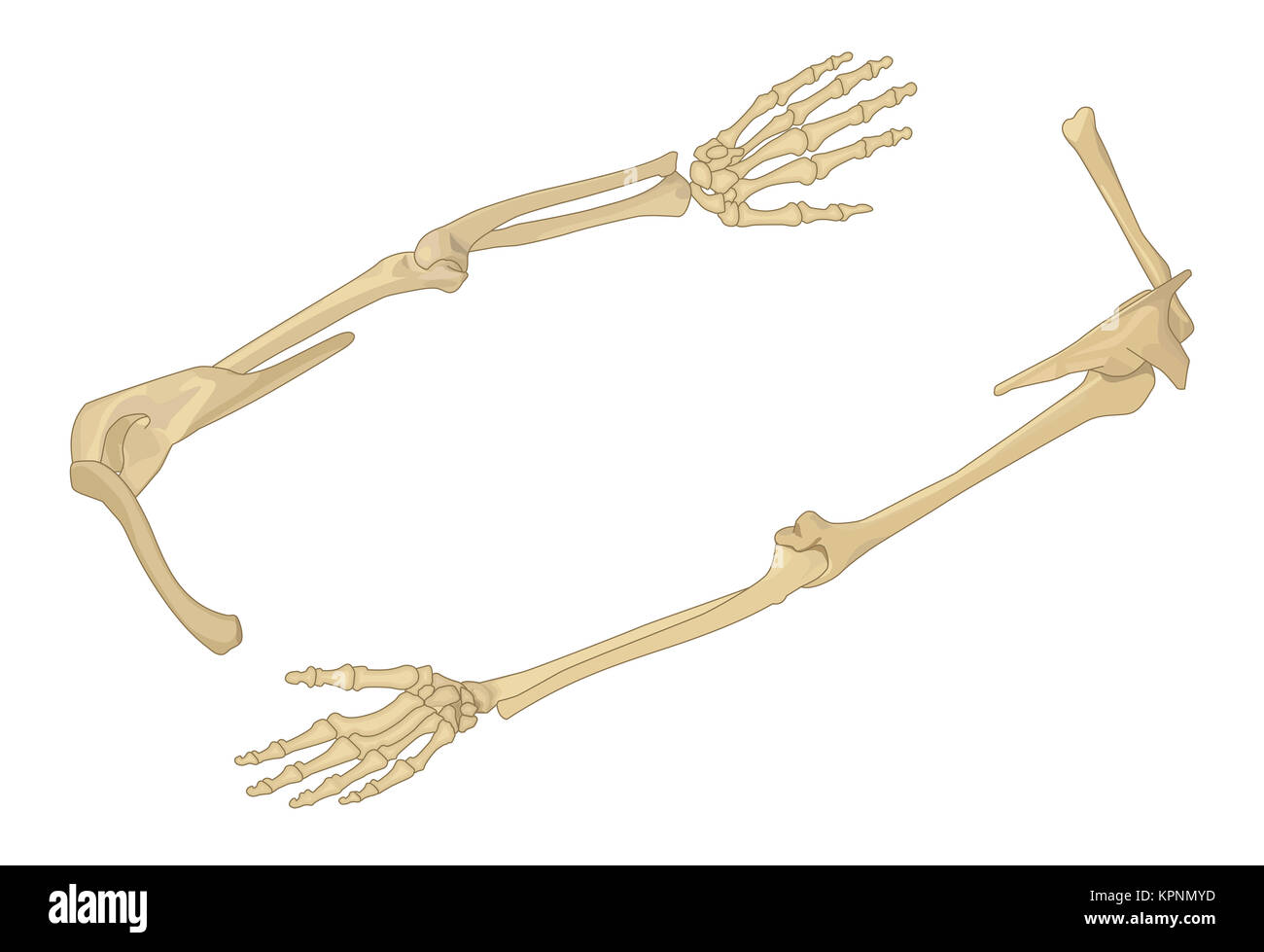 Isometric illustration skeleton hi-res stock photography and images - Alamy