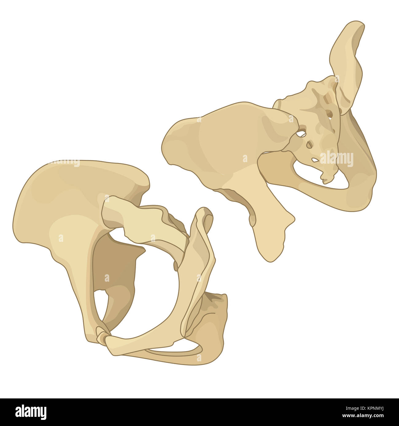 Pelvic Joint Cut Out Stock Images & Pictures - Alamy
