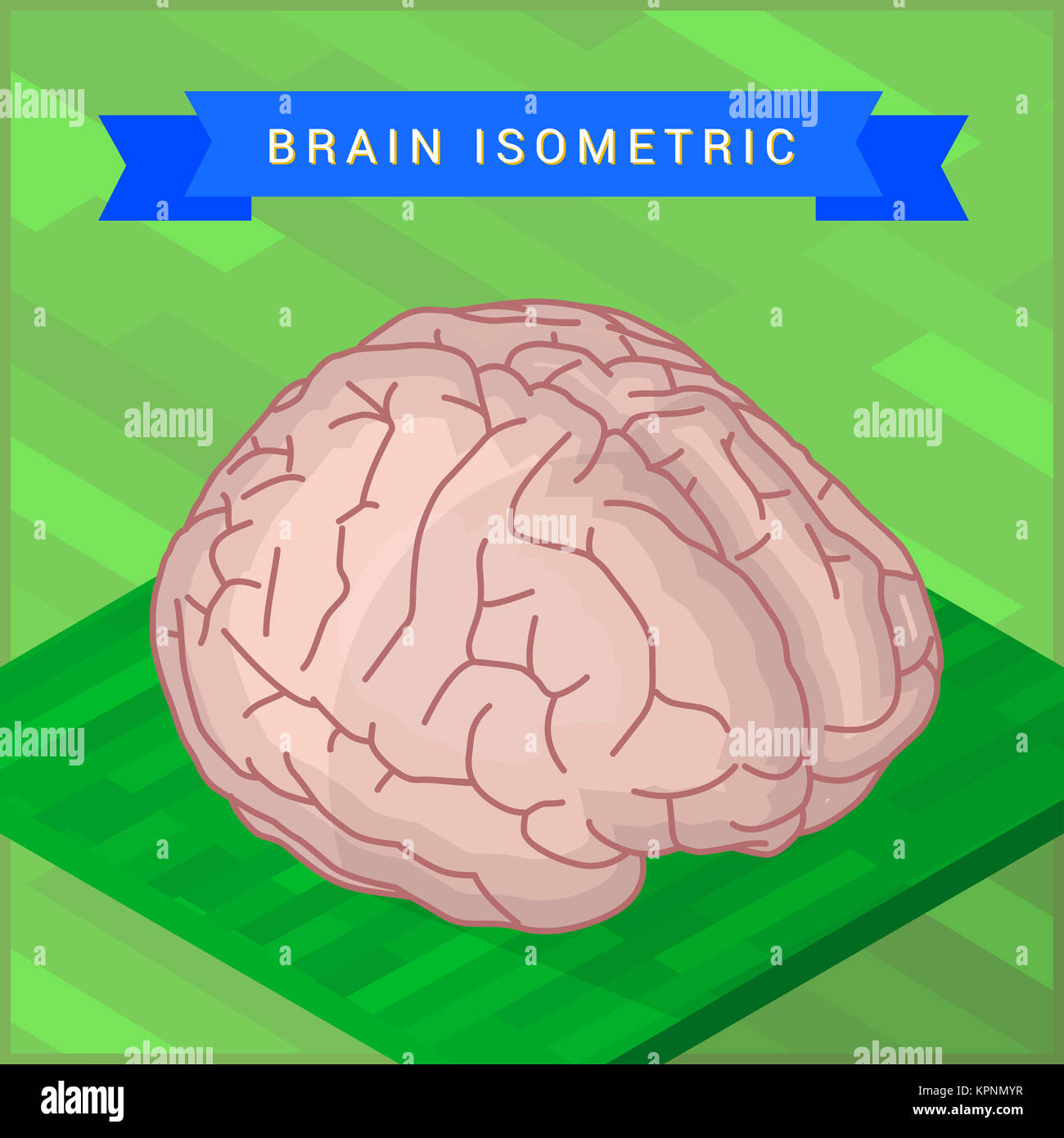 Anatomic model lateral hi-res stock photography and images - Alamy