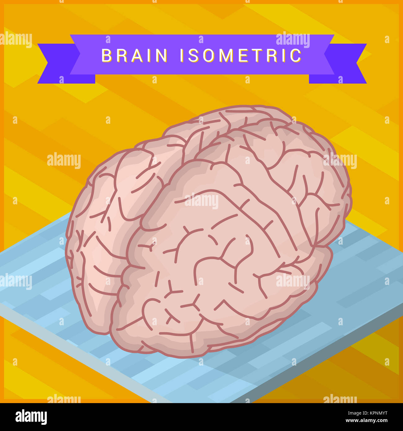 human brain flat isometric icon Stock Photo - Alamy