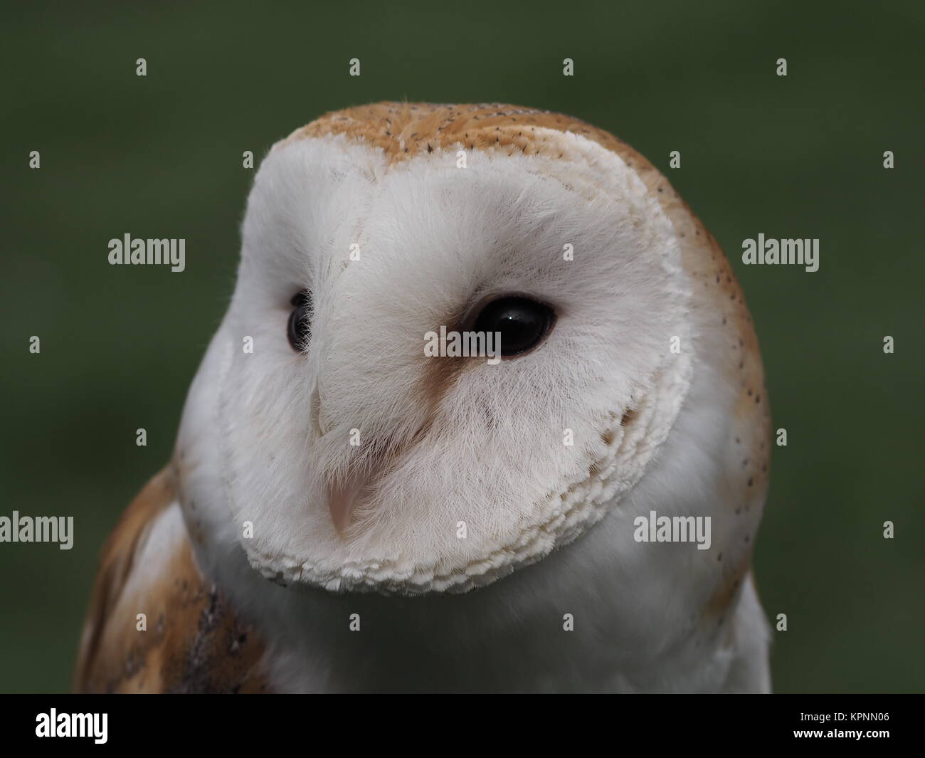 Barn owl forest hi-res stock photography and images - Alamy