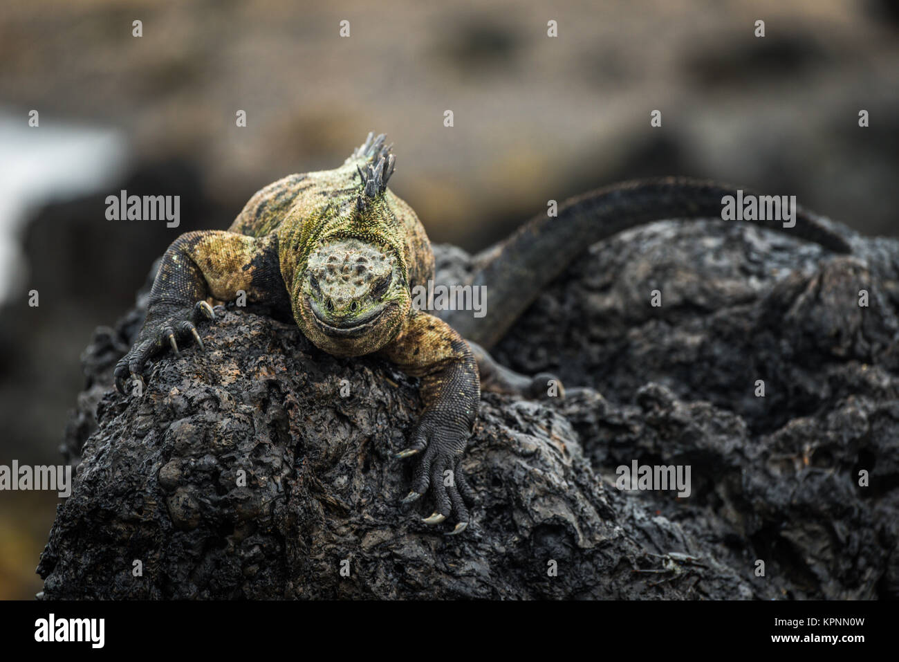 Marine iguana climbing over black volcanic rocks Stock Photo - Alamy