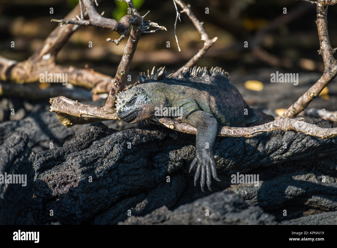 Marine iguana dangling leg over dead branch Stock Photo - Alamy