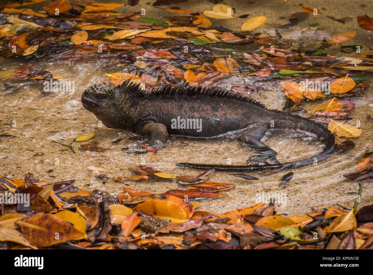 Marine iguana lying in water with leaves Stock Photo - Alamy